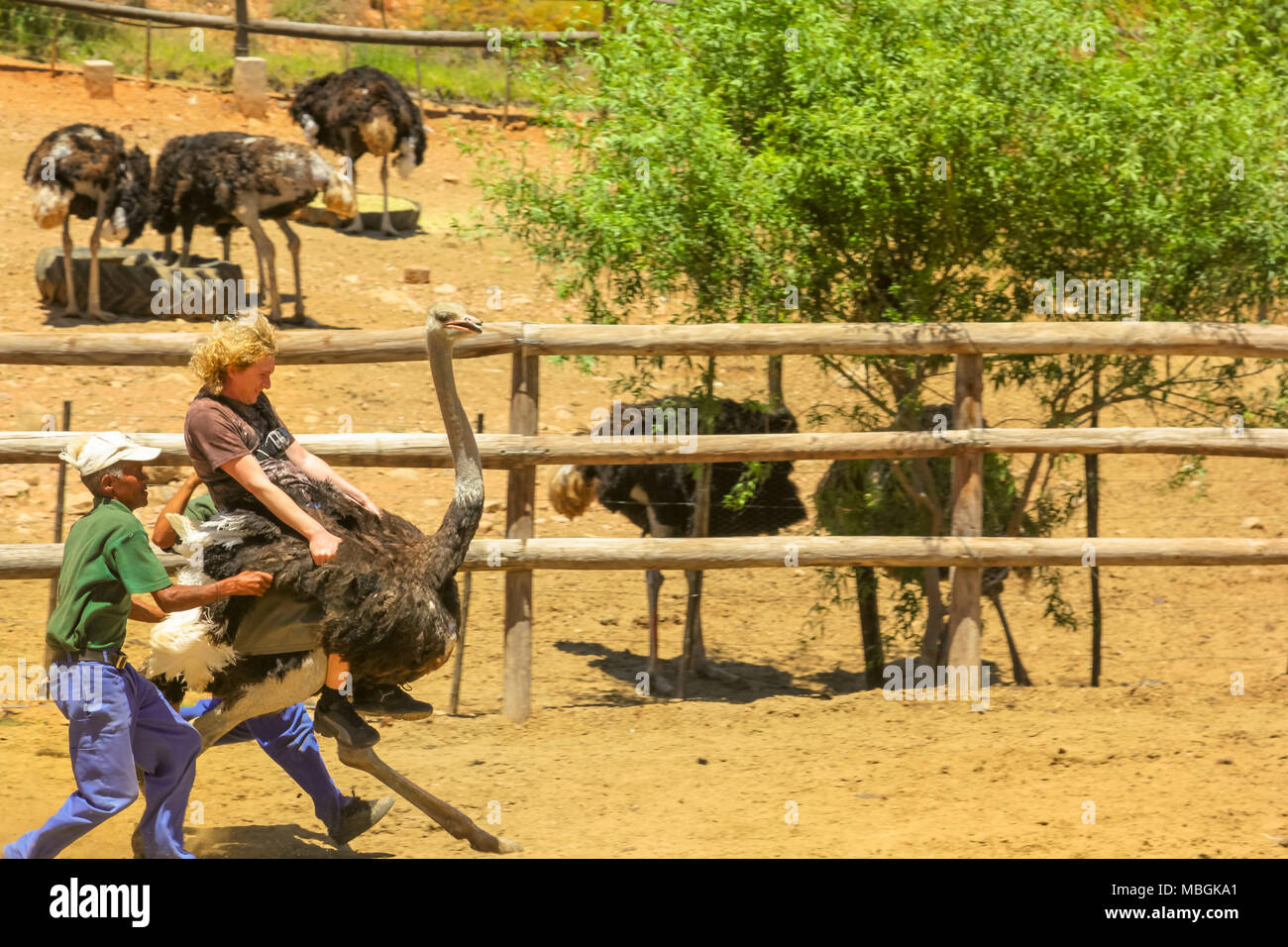 Oudtshoorn, South Africa - Dec 29, 2013: people enjoying Ostrich riding ...
