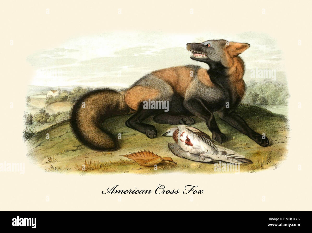 American Cross Fox Stock Photo - Alamy