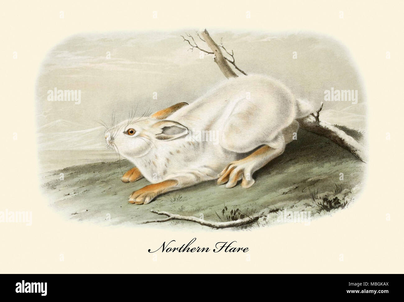 Northern hare hi-res stock photography and images - Alamy