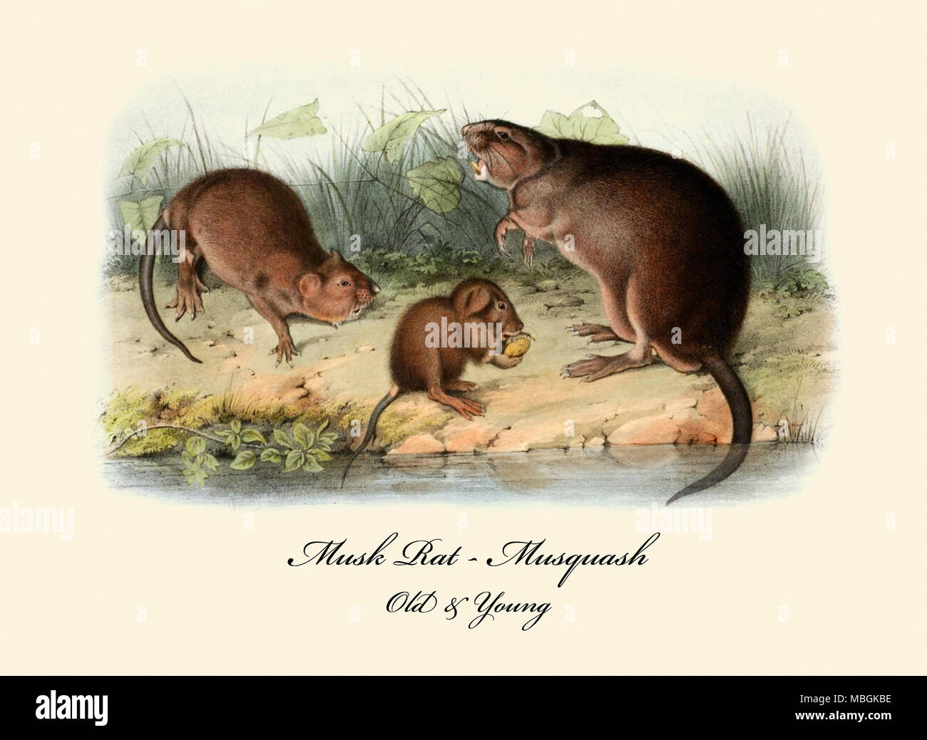 Musquash hi-res stock photography and images - Alamy