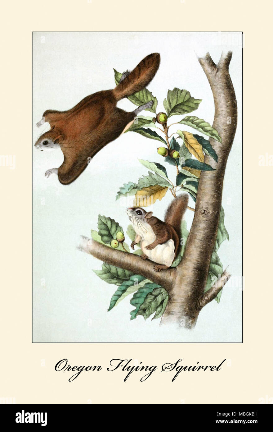 Oregon Flying Squirrel Stock Photo - Alamy