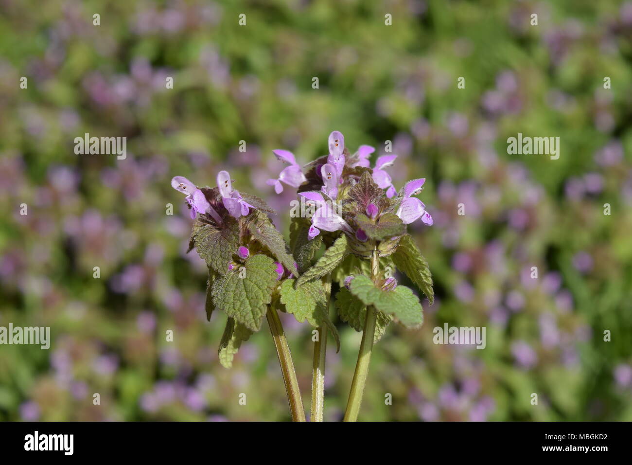 Lamium purpureum blooming in the garden. Medicinal plants Stock Photo ...