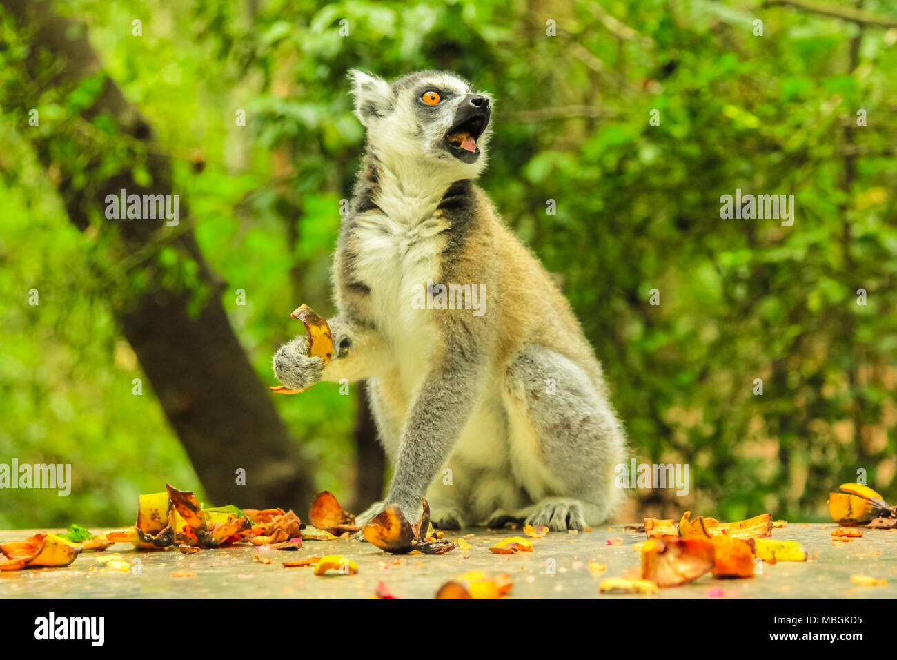 A Ringtail Lemur of Madagascar. Lemur Catta species eating fruits in ...
