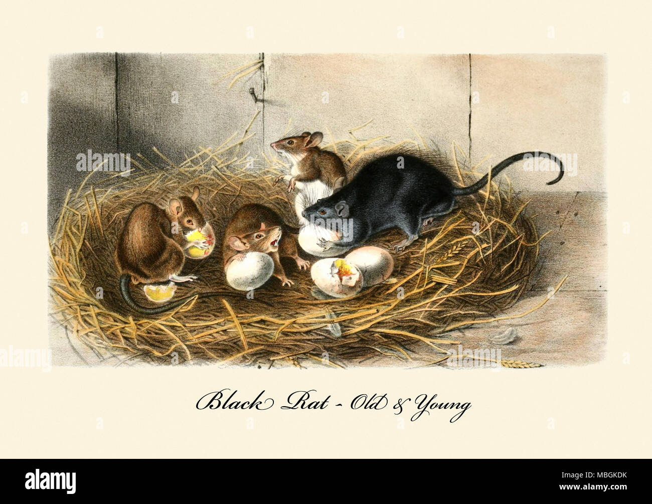 Black Rat-old and young Stock Photo - Alamy