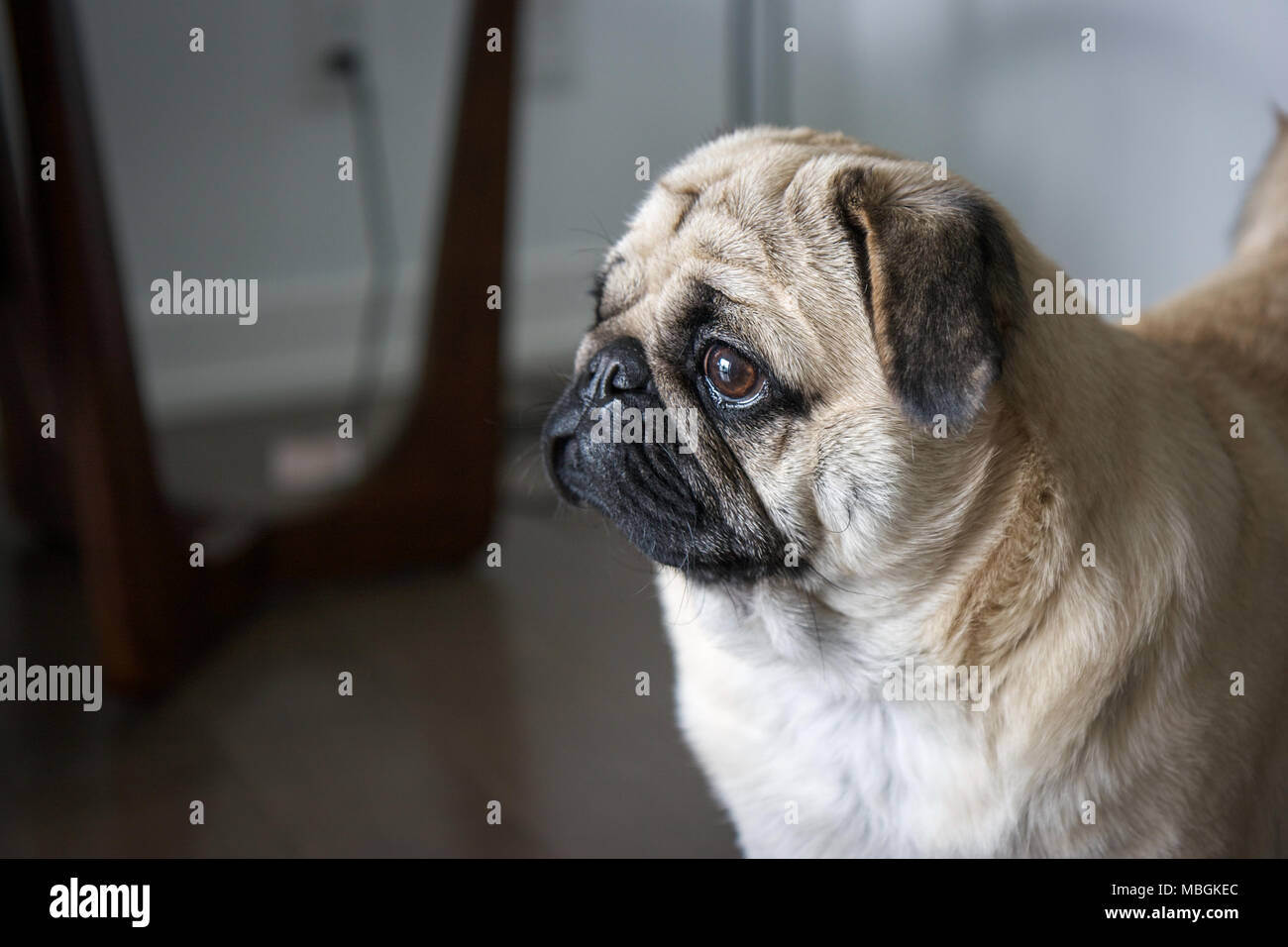 Pug Thinking Deeply Stock Photo - Alamy