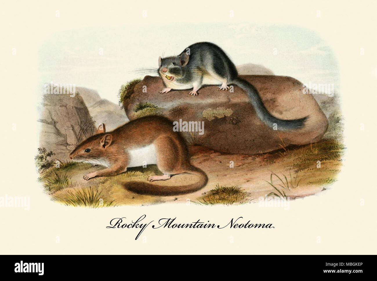 Neotoma hi-res stock photography and images - Alamy