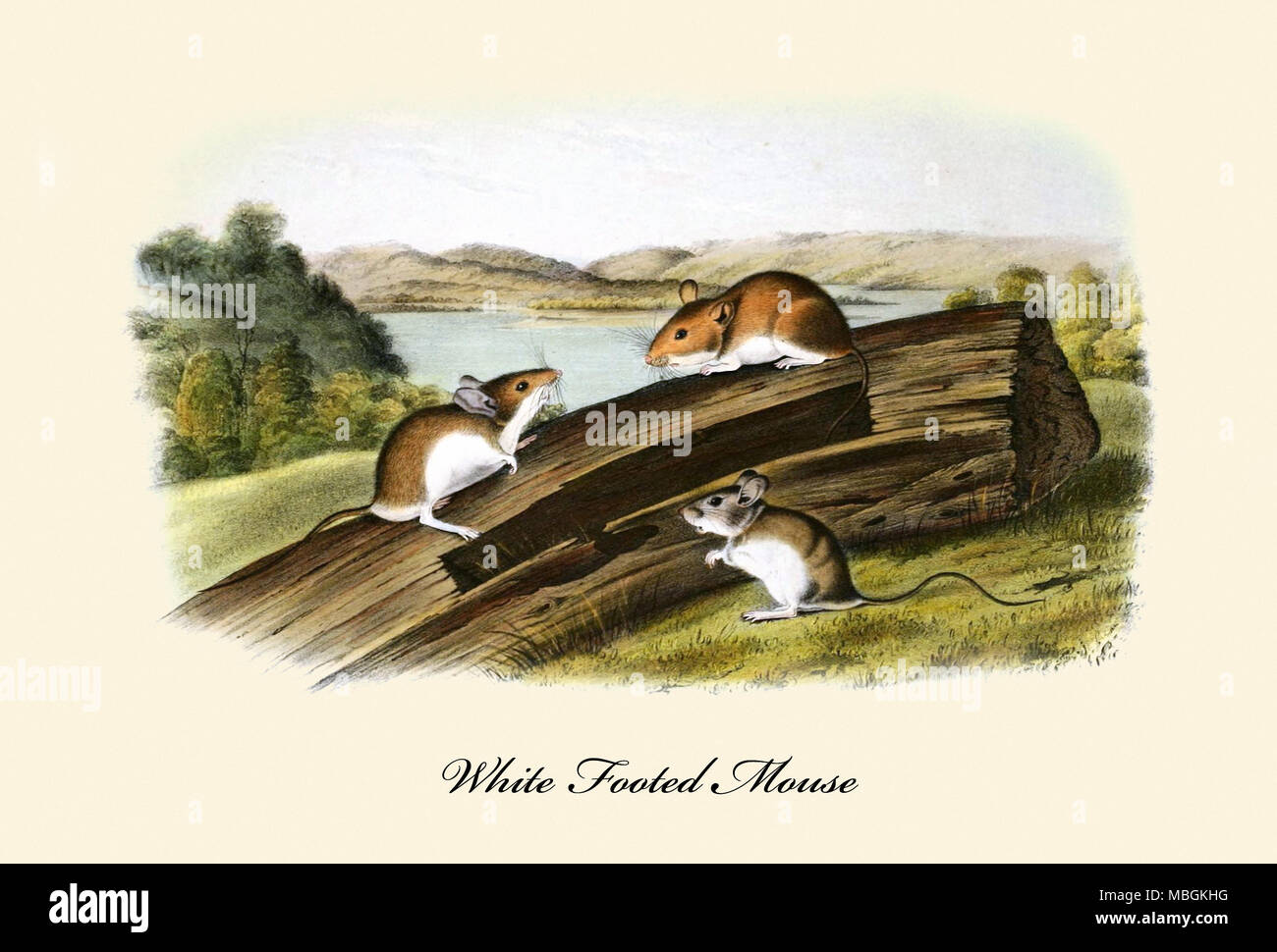 White Footed Mouse Stock Photo - Alamy