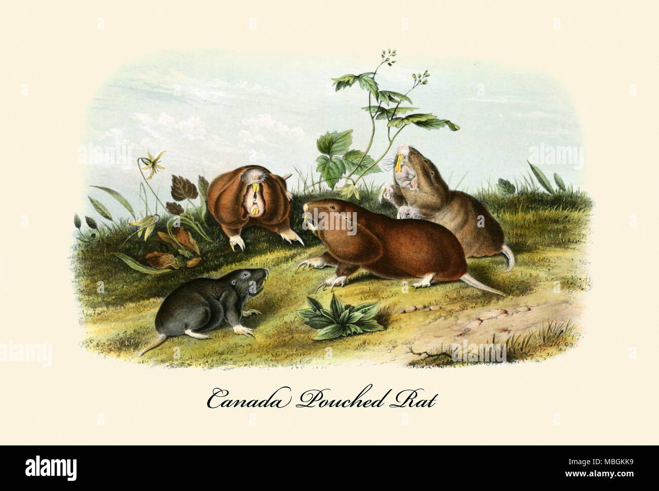 Canada pouched rat hi-res stock photography and images - Alamy