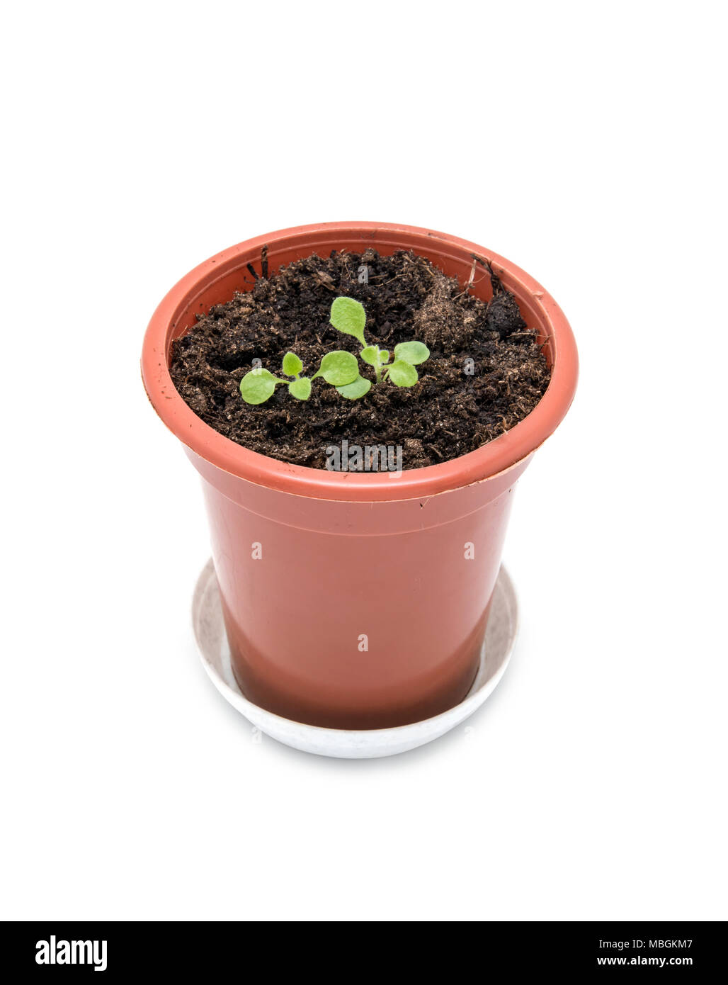 Plant growing in fertile Cut Out Stock Images & Pictures - Alamy