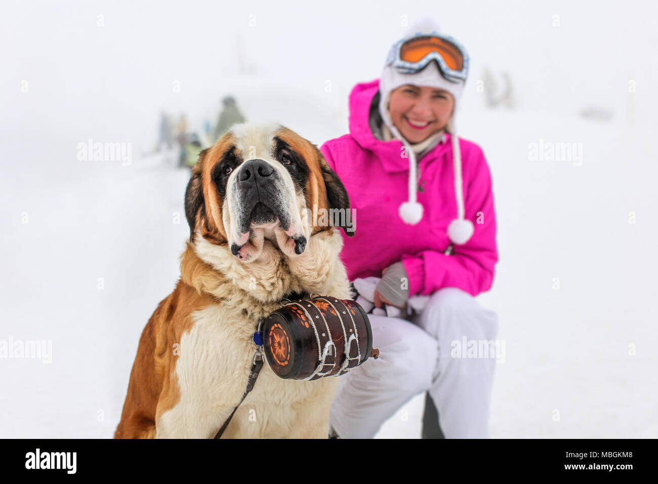Saint bernard rescue hi-res stock photography and images - Alamy