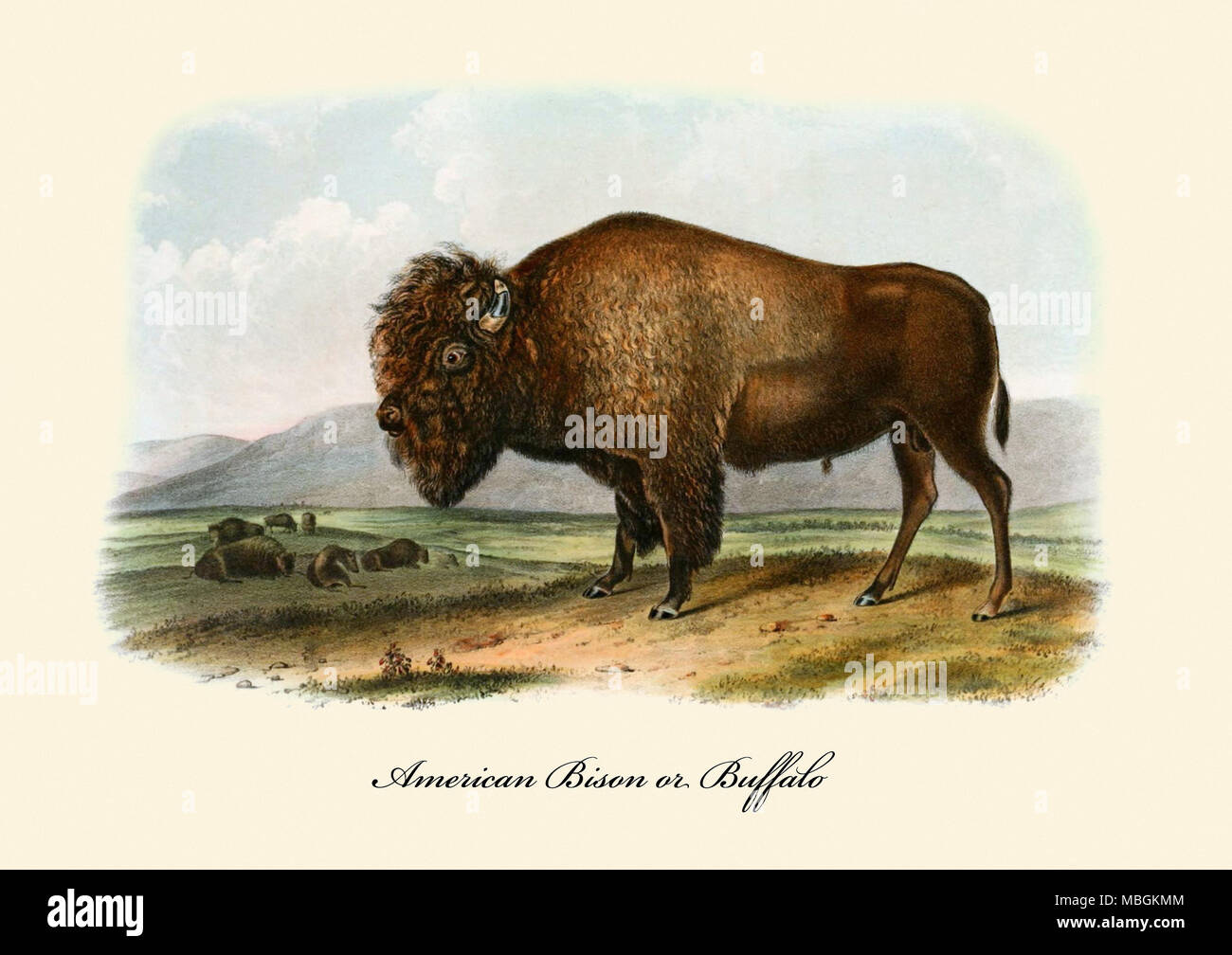 American Bison or Buffalo Stock Photo - Alamy