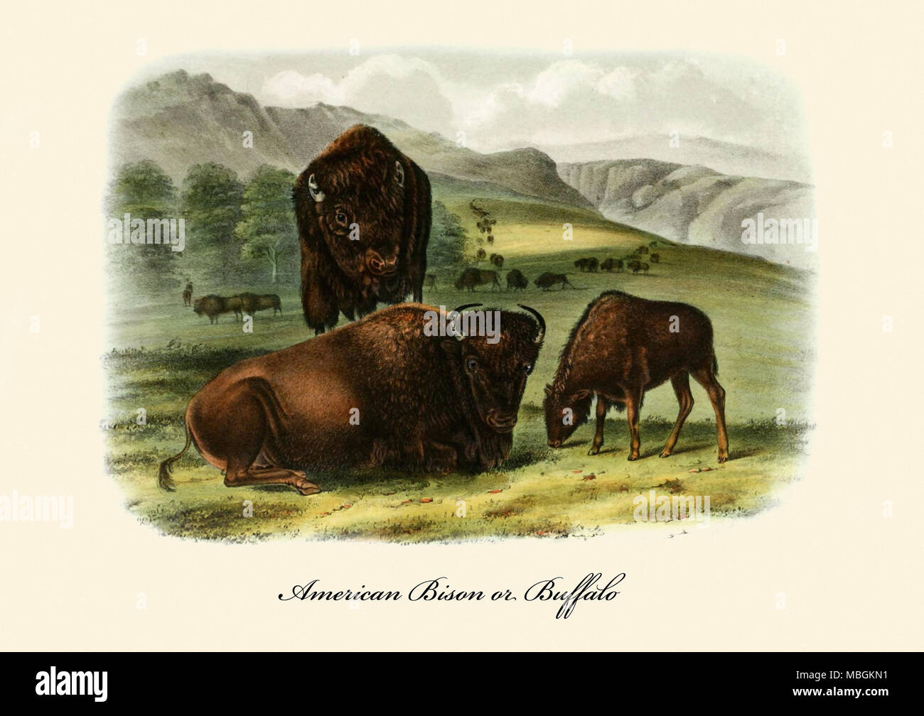 American Bison or Buffalo Stock Photo - Alamy