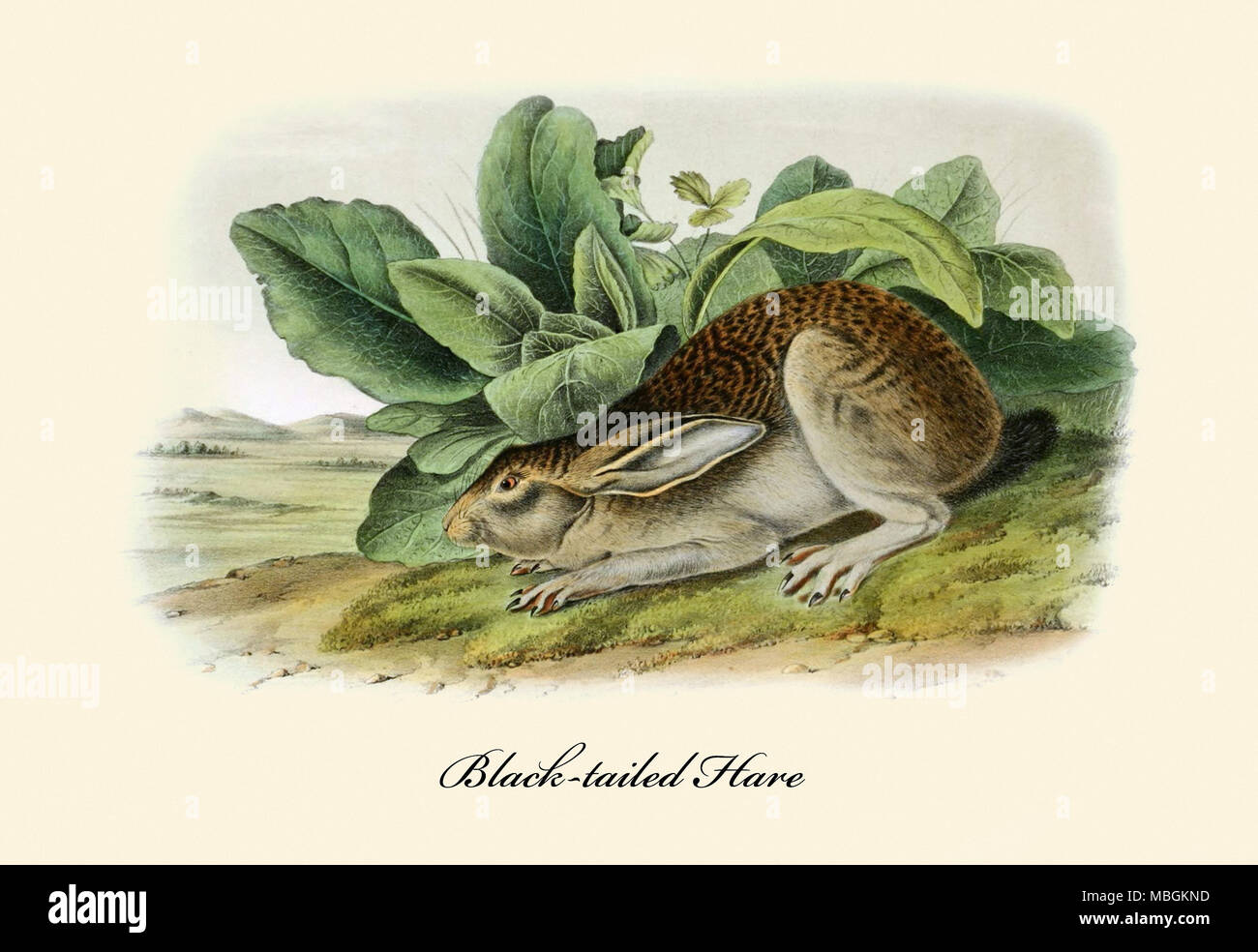 Black tailed hare hi-res stock photography and images - Alamy