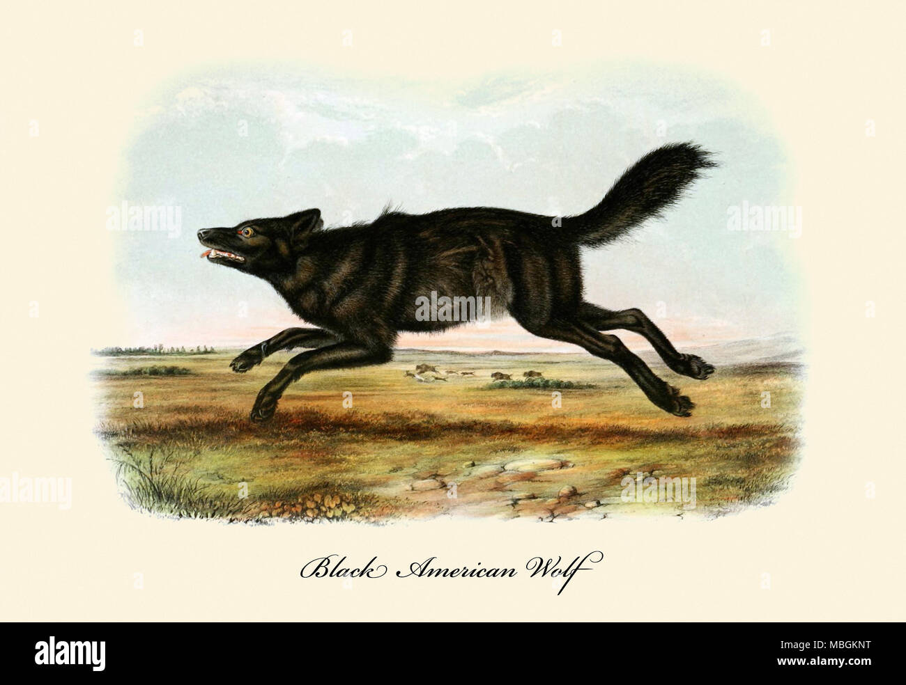 Black American Wolf Stock Photo - Alamy