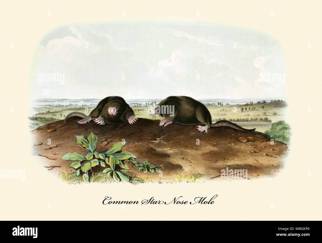 Common Star Nose Mole Stock Photo Alamy