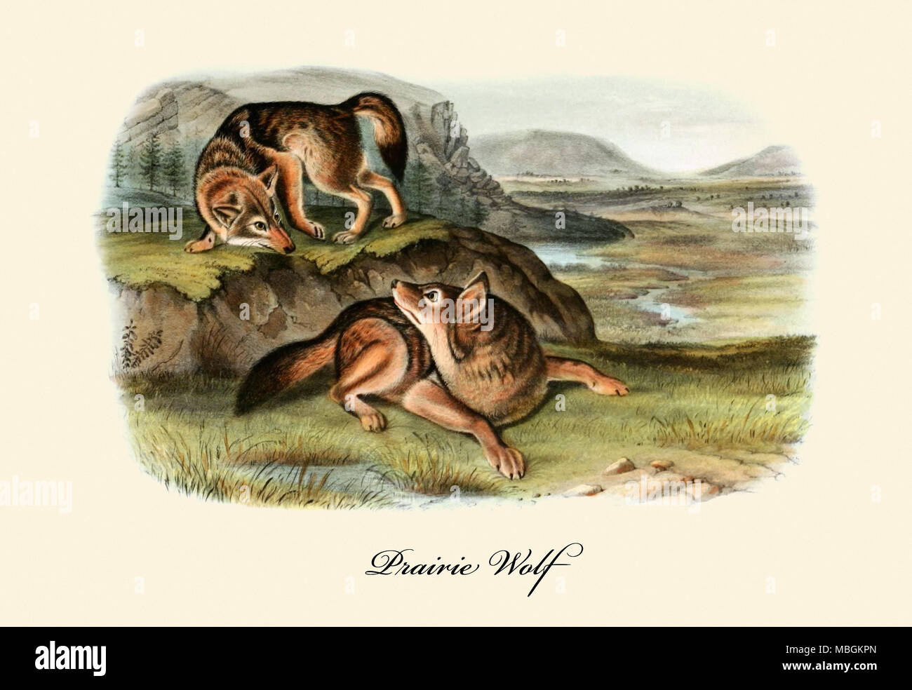 The prairie wolf hi-res stock photography and images - Alamy