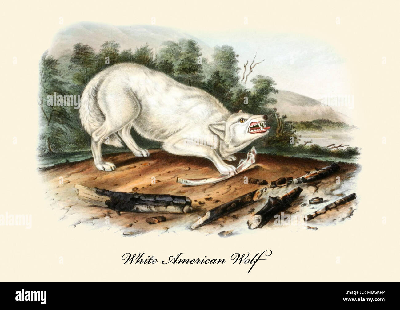 White wolf hi-res stock photography and images - Alamy