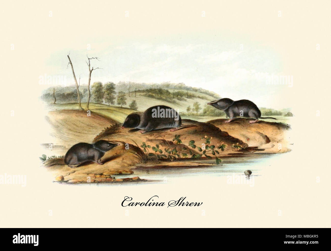 Carolina shrew hi-res stock photography and images - Alamy