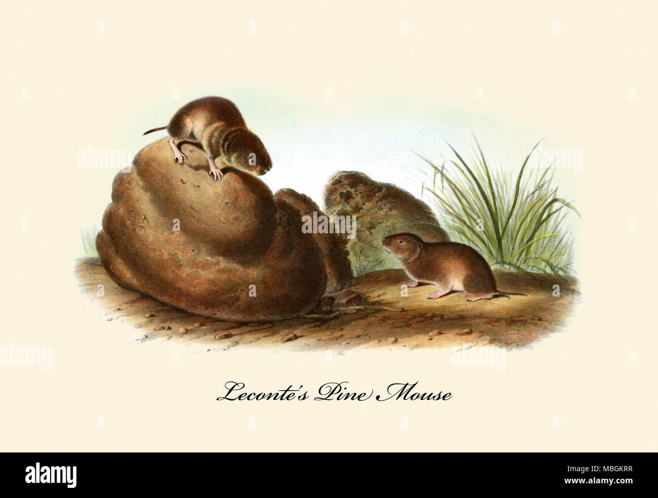 Leconte's Pine Mouse Stock Photo - Alamy