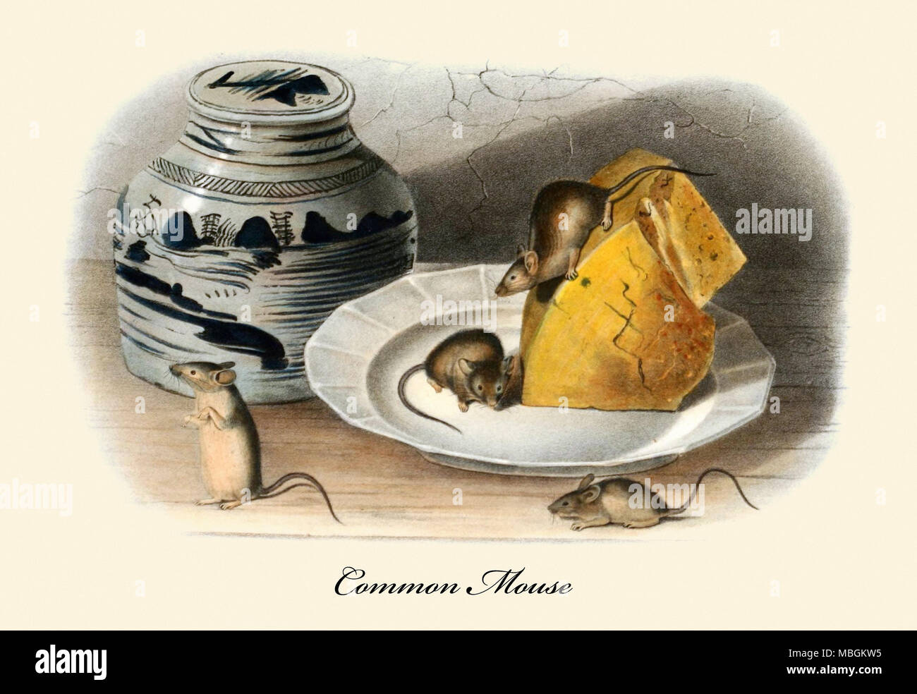 Common hi-res stock photography and images - Alamy