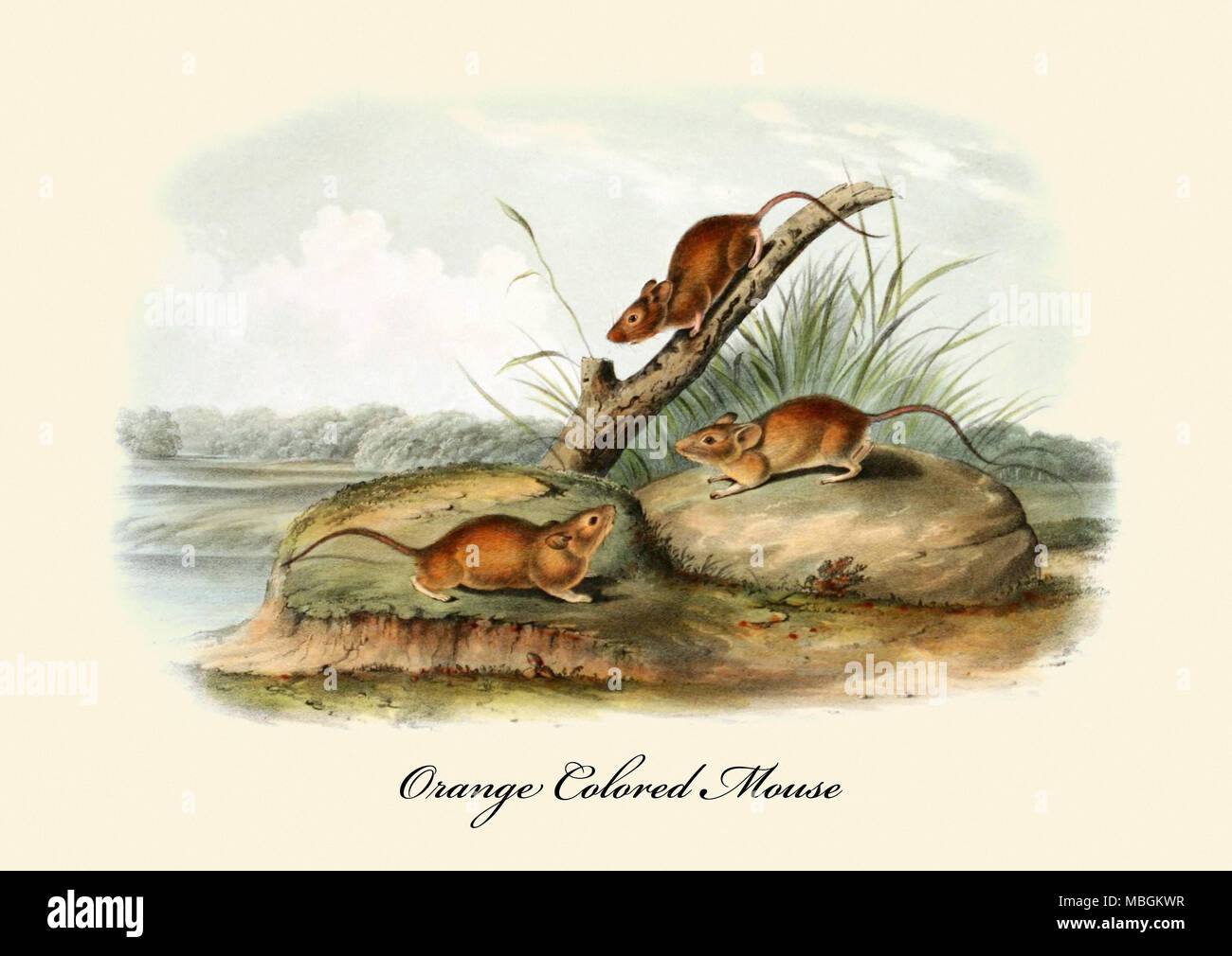 Orange colored mouse hi-res stock photography and images - Alamy