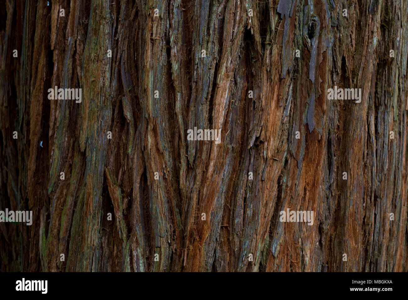 Redwood texture hi-res stock photography and images - Alamy