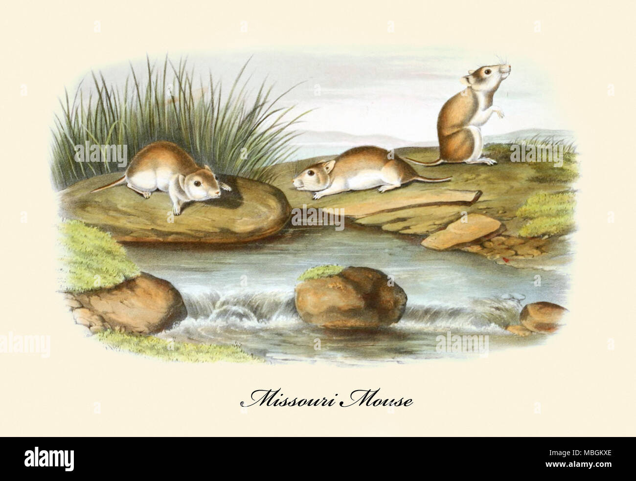 Missouri mouse hi-res stock photography and images - Alamy