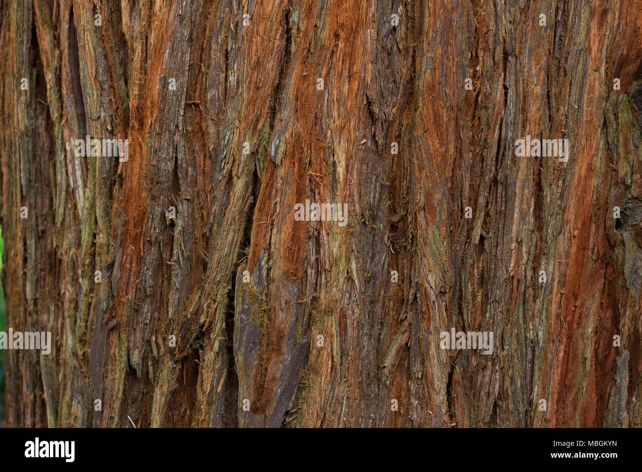 Redwood texture hi-res stock photography and images - Alamy