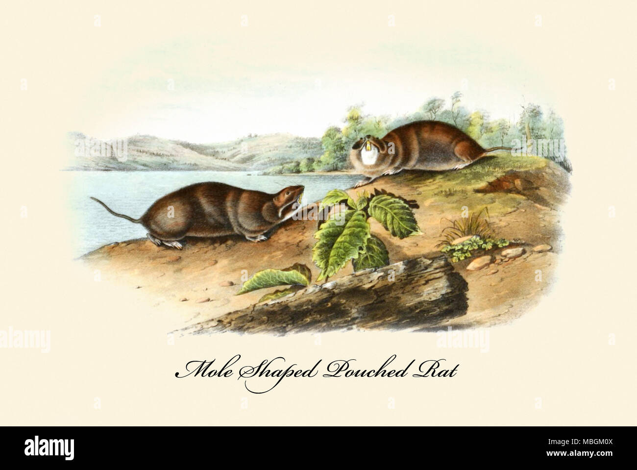 Rat and mole hi-res stock photography and images - Alamy