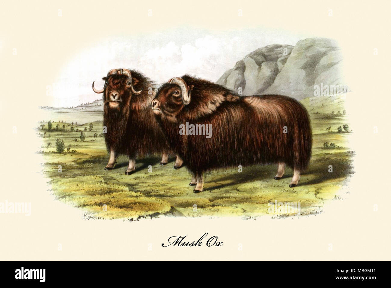 Ox ox hi-res stock photography and images - Alamy