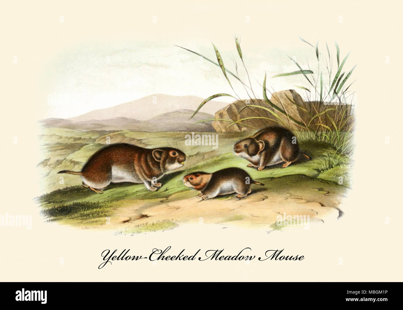 Yellow-Cheeked Meadow Mouse Stock Photo - Alamy