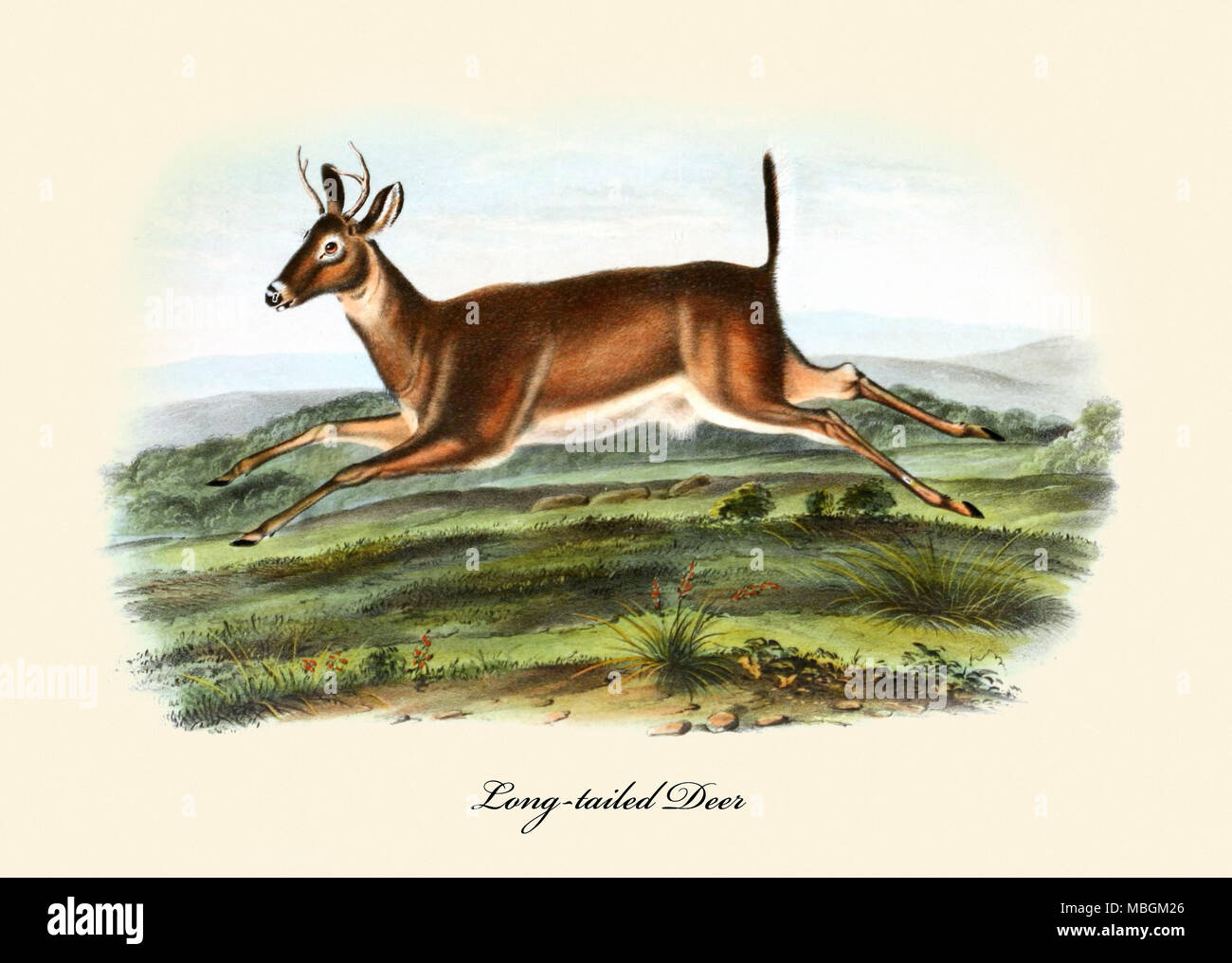 Long d hi-res stock photography and images - Alamy