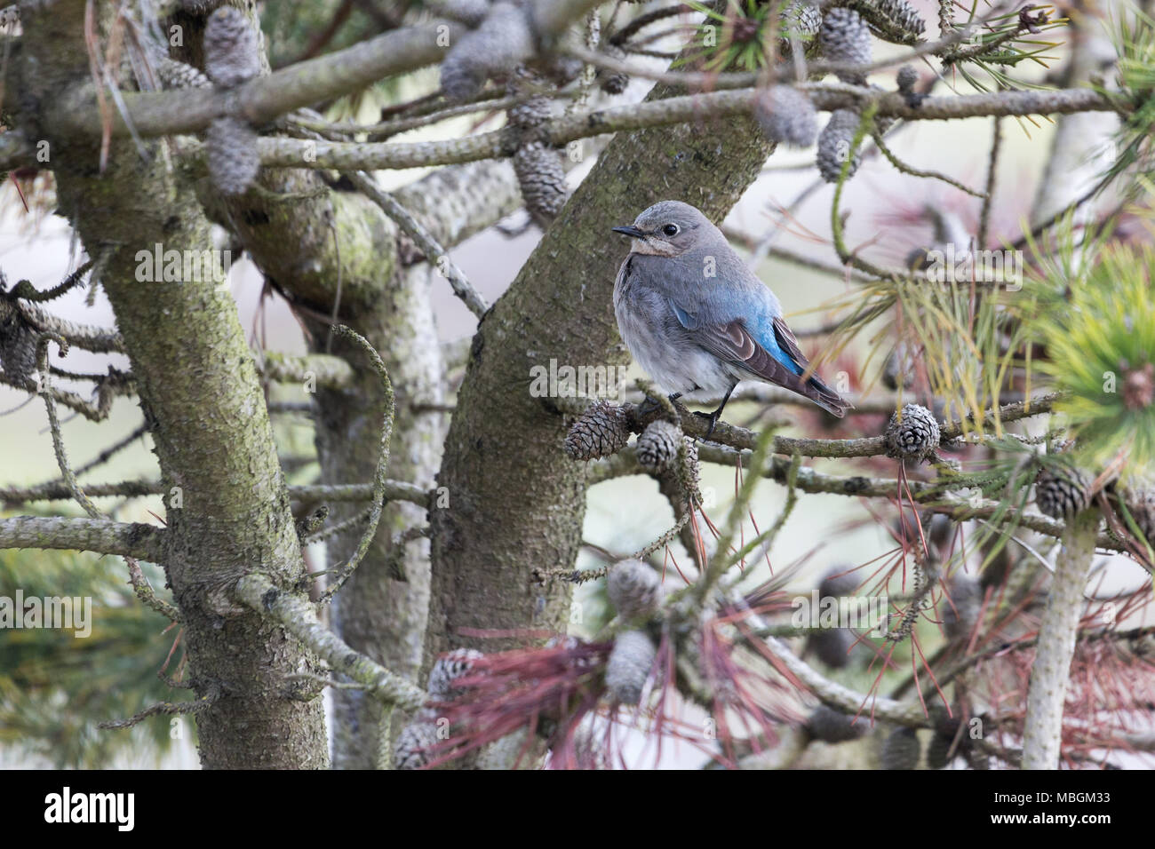 female mountain bluebird at Vancouver BC Canada Stock Photo - Alamy