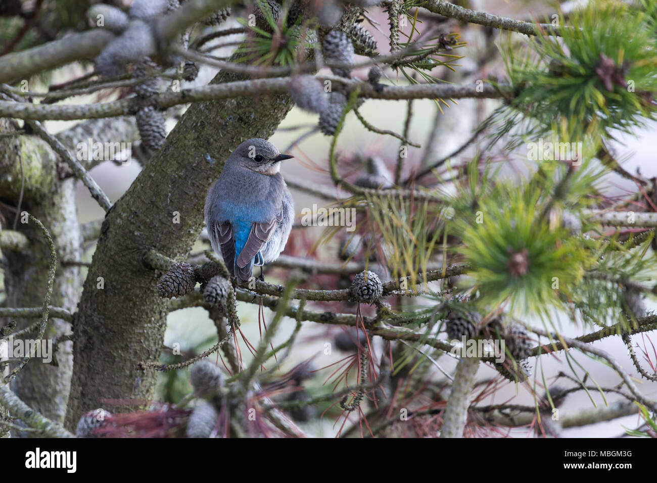 female mountain bluebird at Vancouver BC Canada Stock Photo - Alamy
