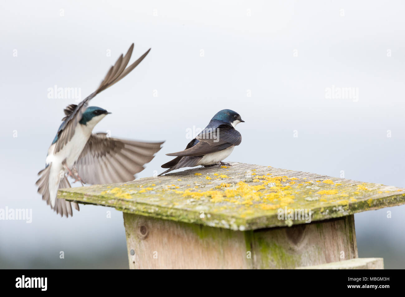 Birds of canada hi-res stock photography and images - Alamy