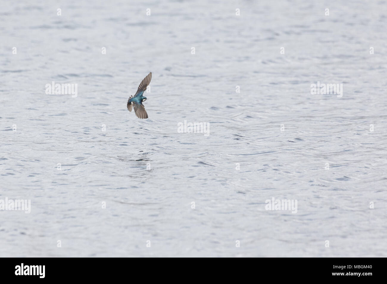 Animal bird birds canada hi-res stock photography and images - Alamy
