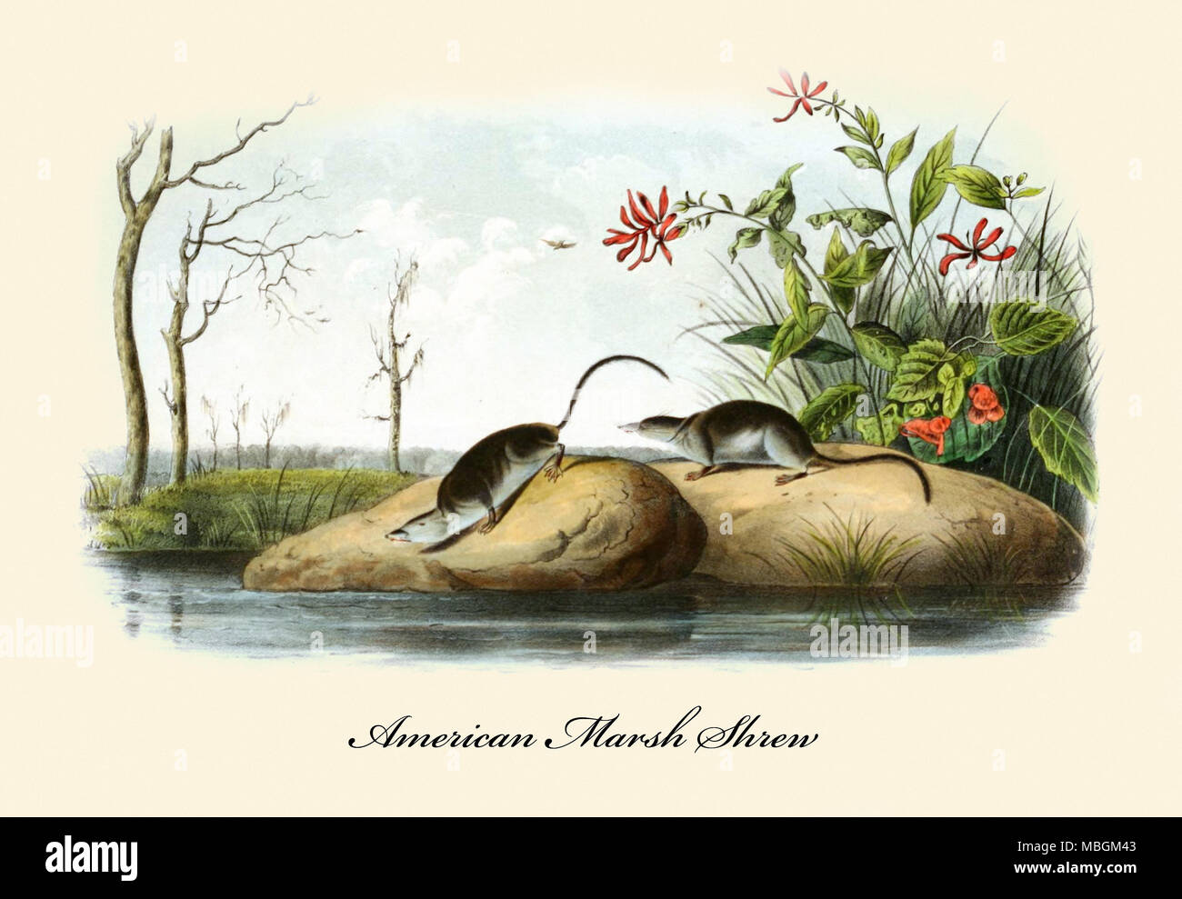 American Marsh Shrew Stock Photo - Alamy