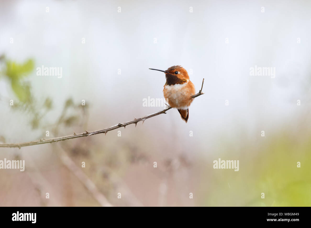 Bc hummingbird hi-res stock photography and images - Alamy