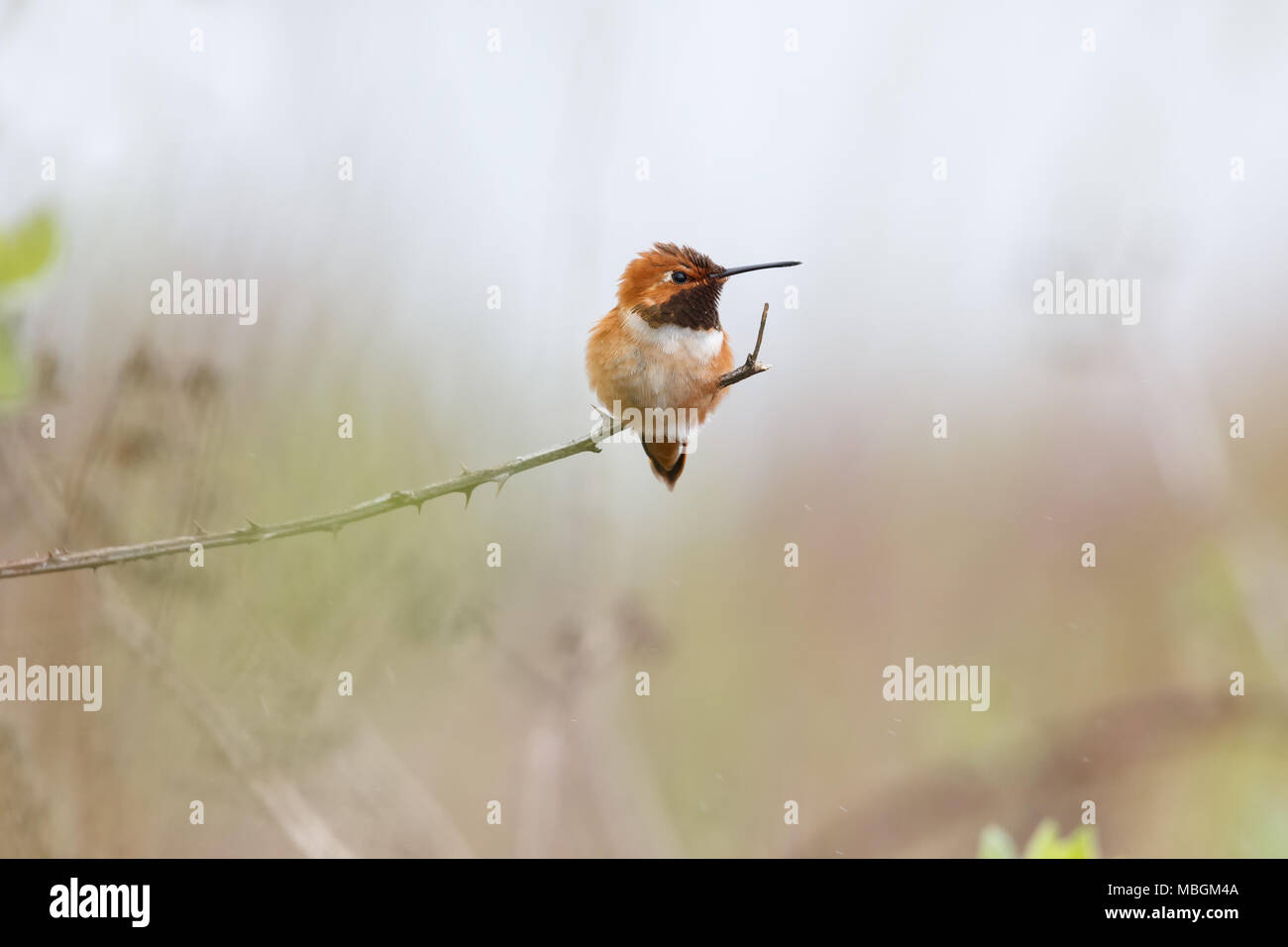 Wildlife canada hi-res stock photography and images - Alamy