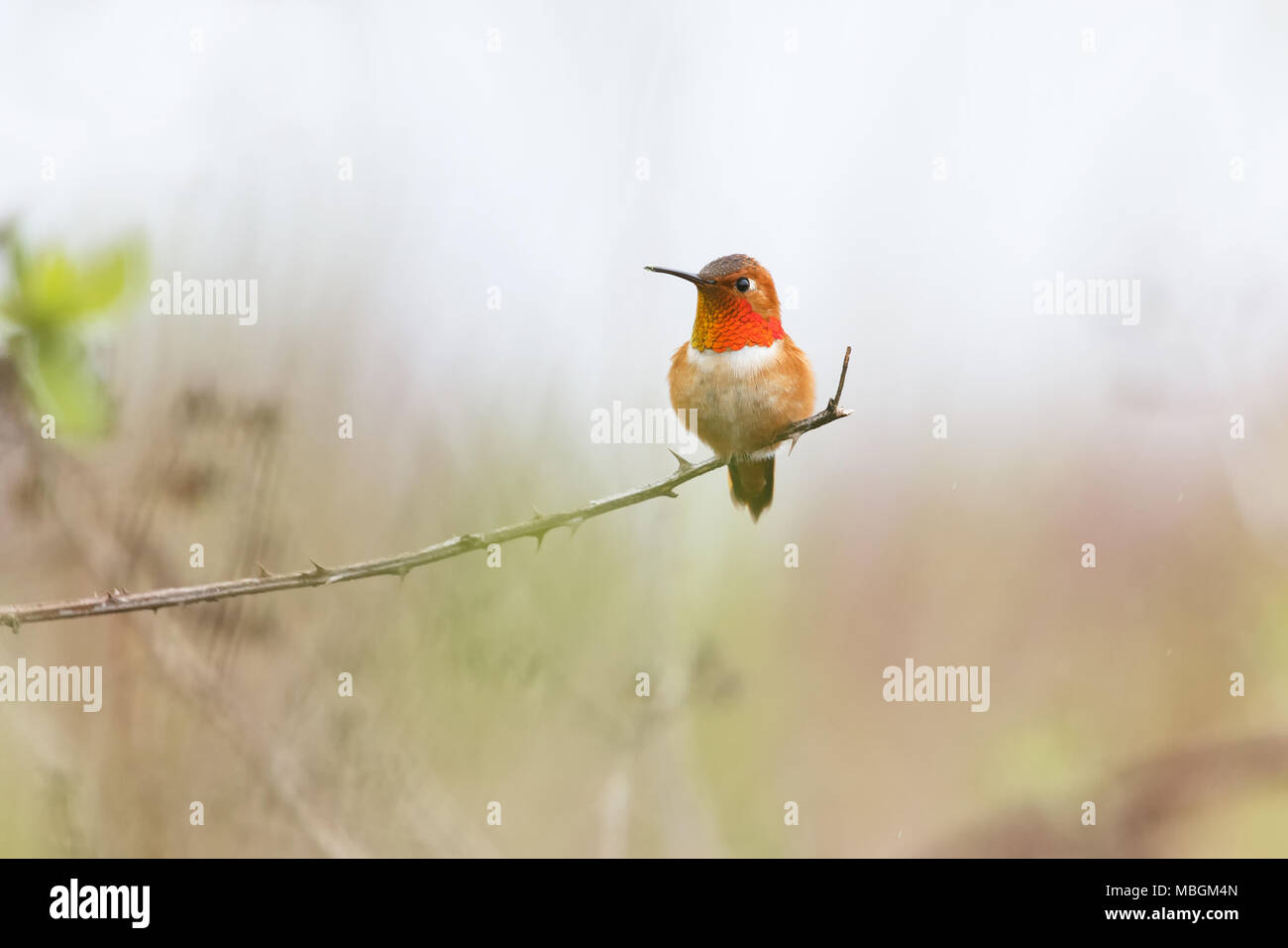 Wildlife canada hi-res stock photography and images - Alamy