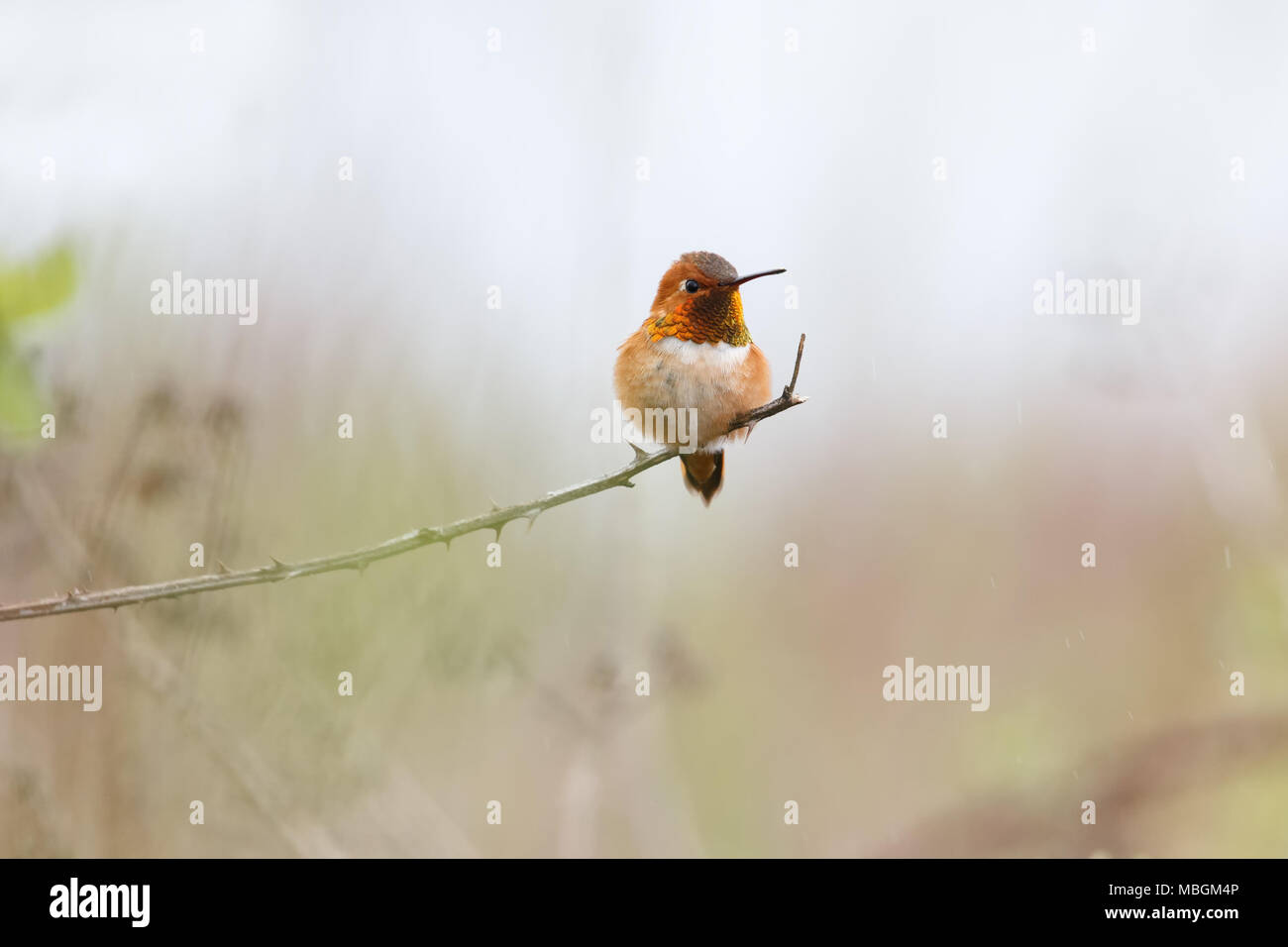 Bc hummingbird hi-res stock photography and images - Alamy