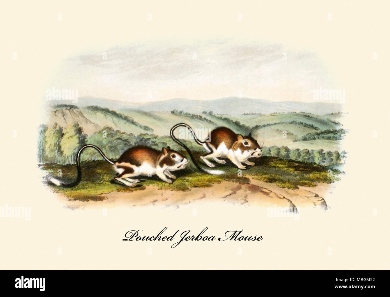 Pouched hi-res stock photography and images - Alamy