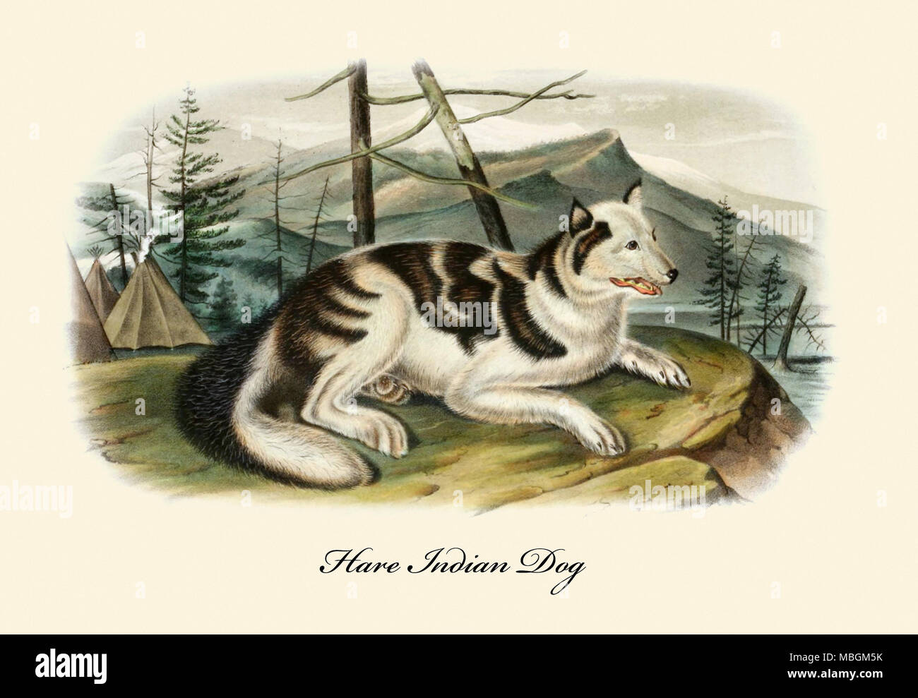 Dog And Hare High Resolution Stock Photography and Images - Alamy