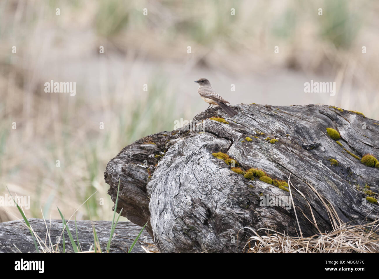 Say's Phoebe bird at Vancouver BC Canada Stock Photo - Alamy