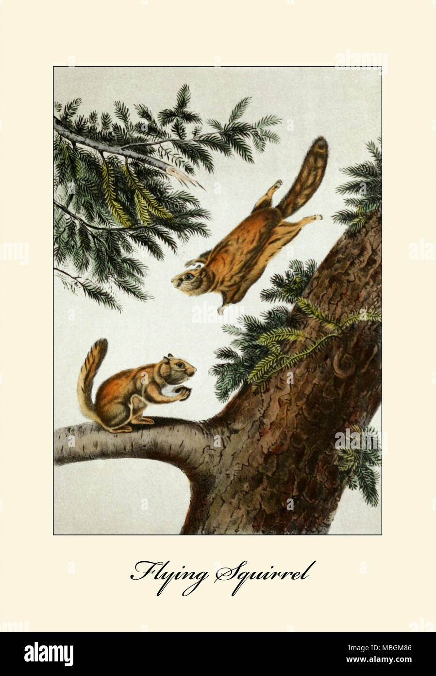 Flying squirrel north america hi-res stock photography and images - Alamy