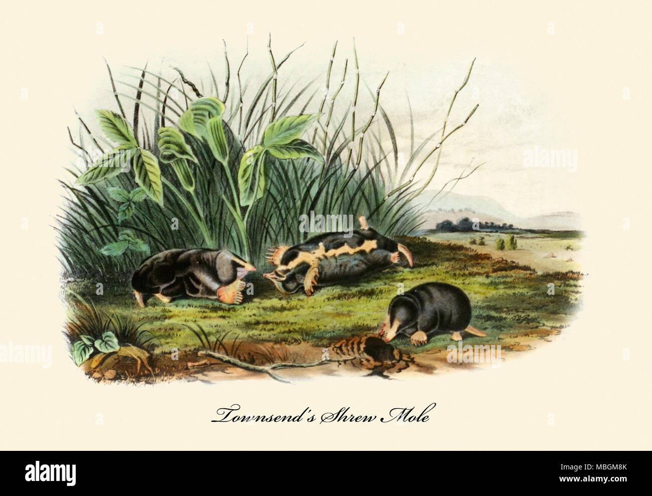 Townsends shrew mole hi-res stock photography and images - Alamy