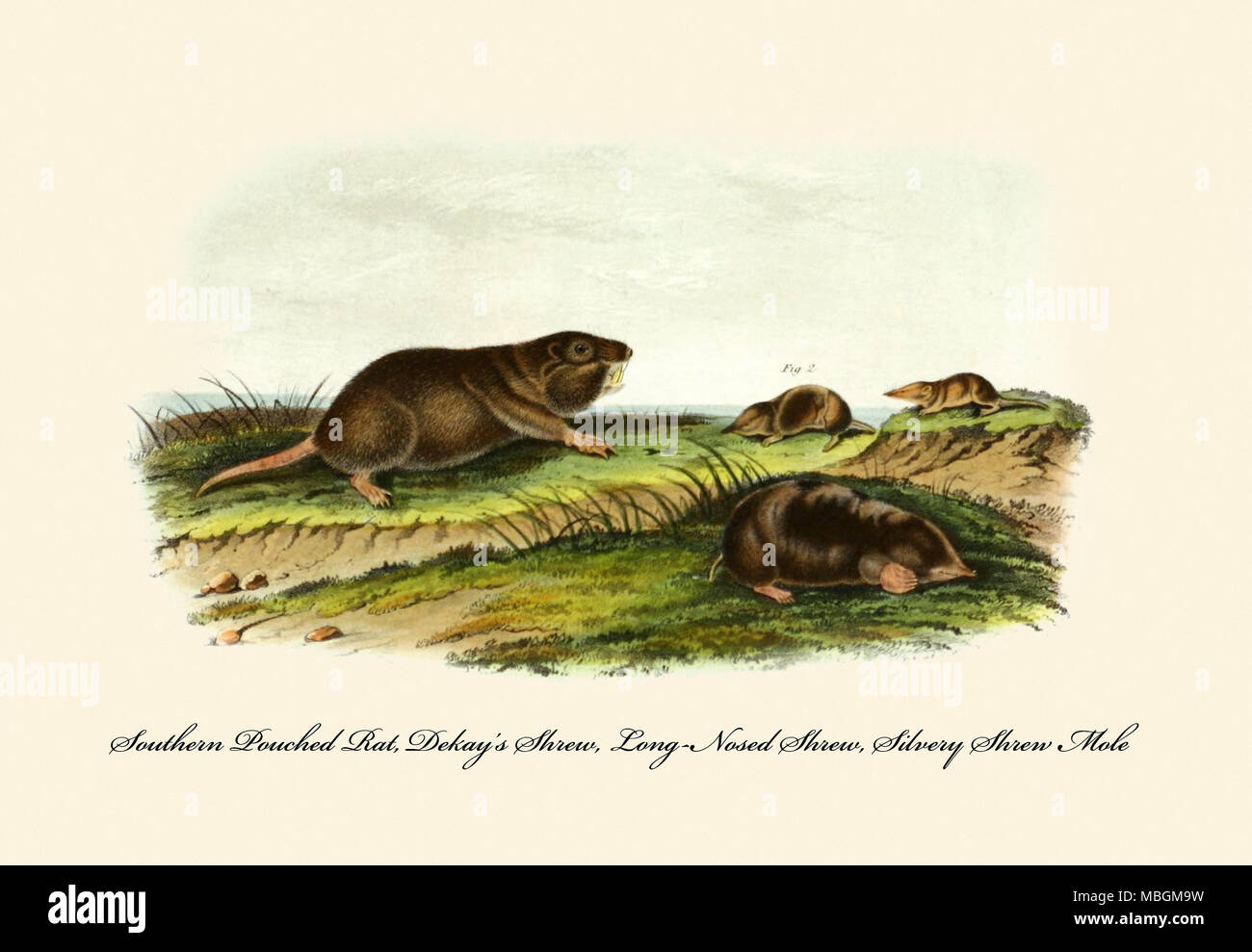 Southern Pouched Rat, Dekay’s Shrew, Long-Nosed Shrew, Silvery Shrew ...