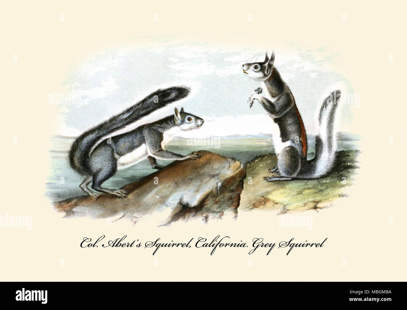 California grey squirrel hi-res stock photography and images - Alamy