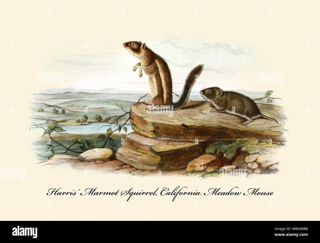 Harris’ Marmot Squirrel, California Meadow Mouse Stock Photo - Alamy