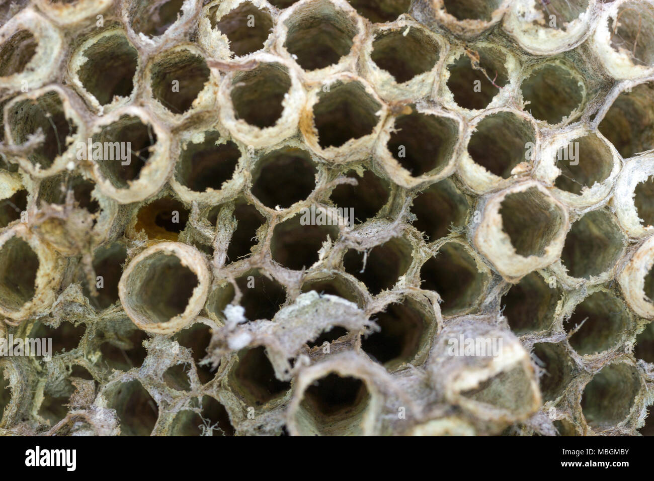 Old paper wasp nest hi-res stock photography and images - Alamy